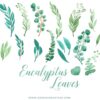 Watercolor Eucalyptus Clipart, Eucalyptus Branches Wreaths Borders and ...