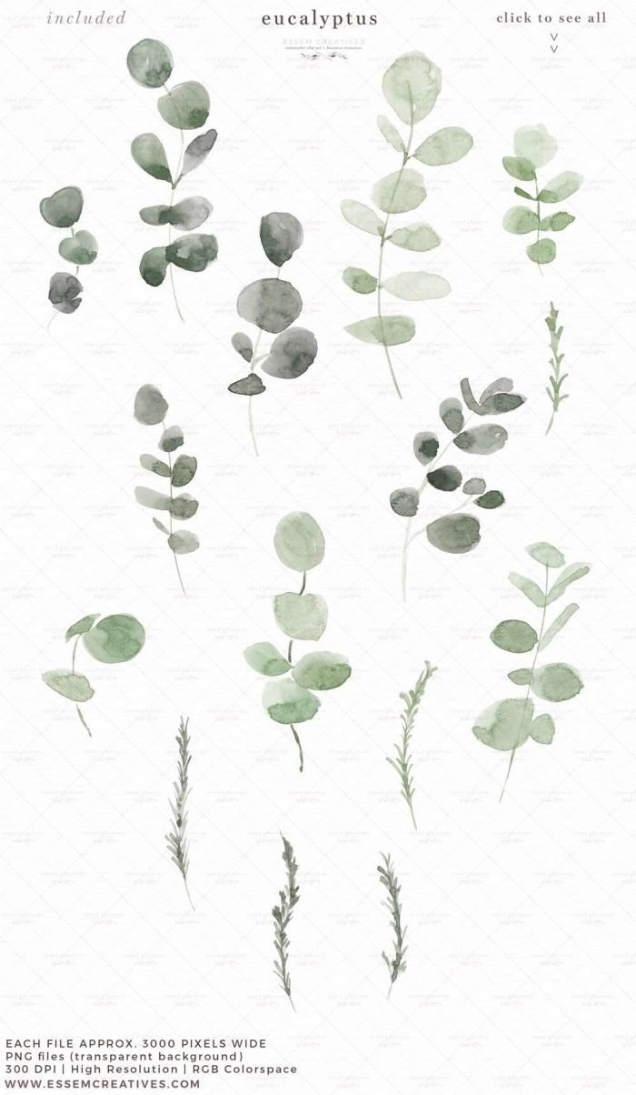 Watercolor Eucalyptus Branch Wreath Leaf Clipart PNG Foliage Greenery ...