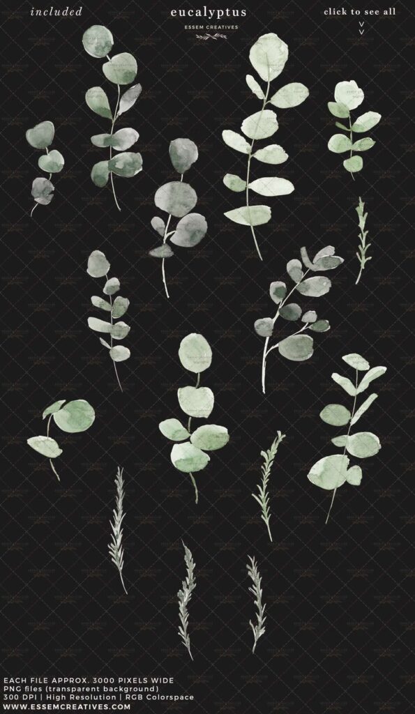 Watercolor Eucalyptus Branch Wreath Leaf Clipart PNG Foliage Greenery ...